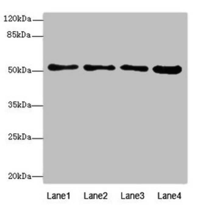 BTNL2 Rabbit anti-Human, Mouse, Polyclonal, Invitrogen 100 μL ...