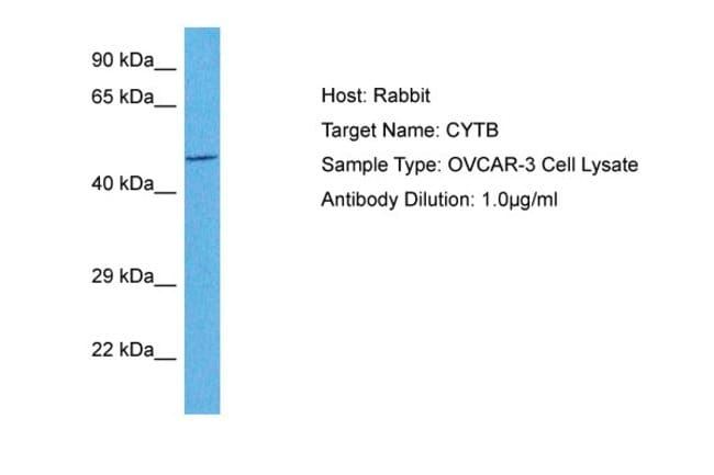 MT-CYB Rabbit anti-Human, Polyclonal, Invitrogen 100 μL; Unconjugated ...