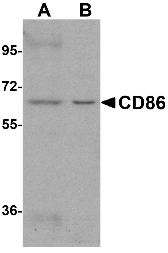 Invitrogen CD86 Polyclonal Antibody 100 μg; Unconjugated:Antibodies ...