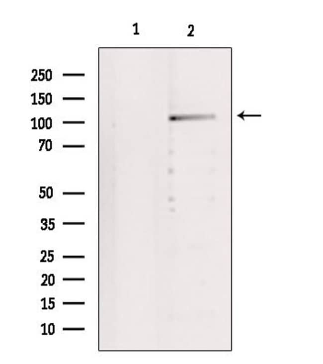 Invitrogen IDE Polyclonal Antibody 100 μL; Unconjugated:Antibodies ...