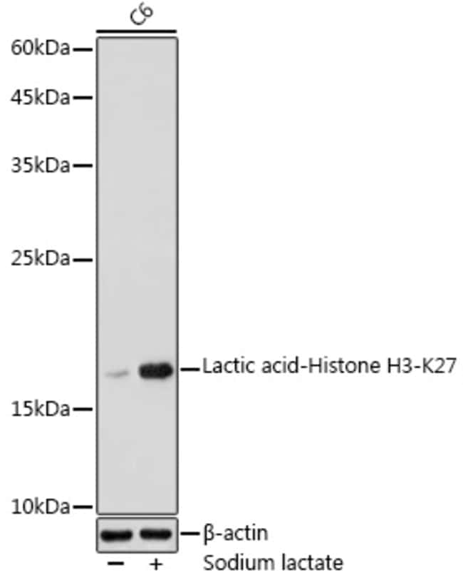 Invitrogen Lactyl-Histone H3 (Lys27) Polyclonal Antibody 100 μL ...