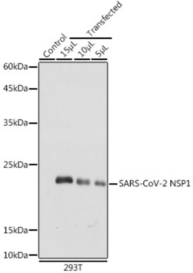 SARS-CoV-2 NSP1 Polyclonal Antibody, Invitrogen™ 100 μL; Unconjugated ...