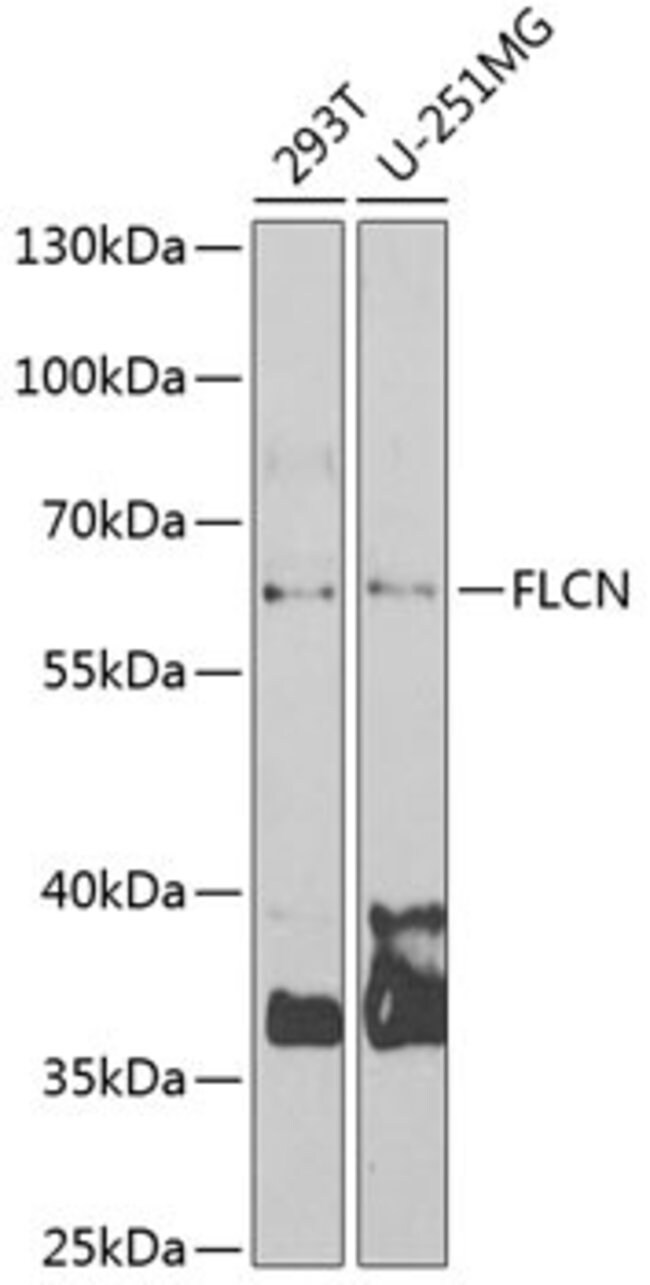 Folliculin Polyclonal Antibody, Invitrogen 100 μL; Unconjugated ...