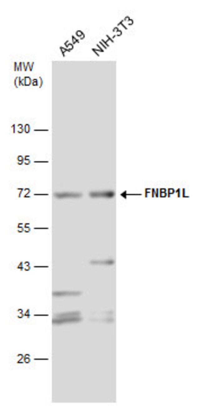 Invitrogen TOCA-1 Polyclonal Antibody 100 μL; Unconjugated:Antikroppar | Fisher Scientific