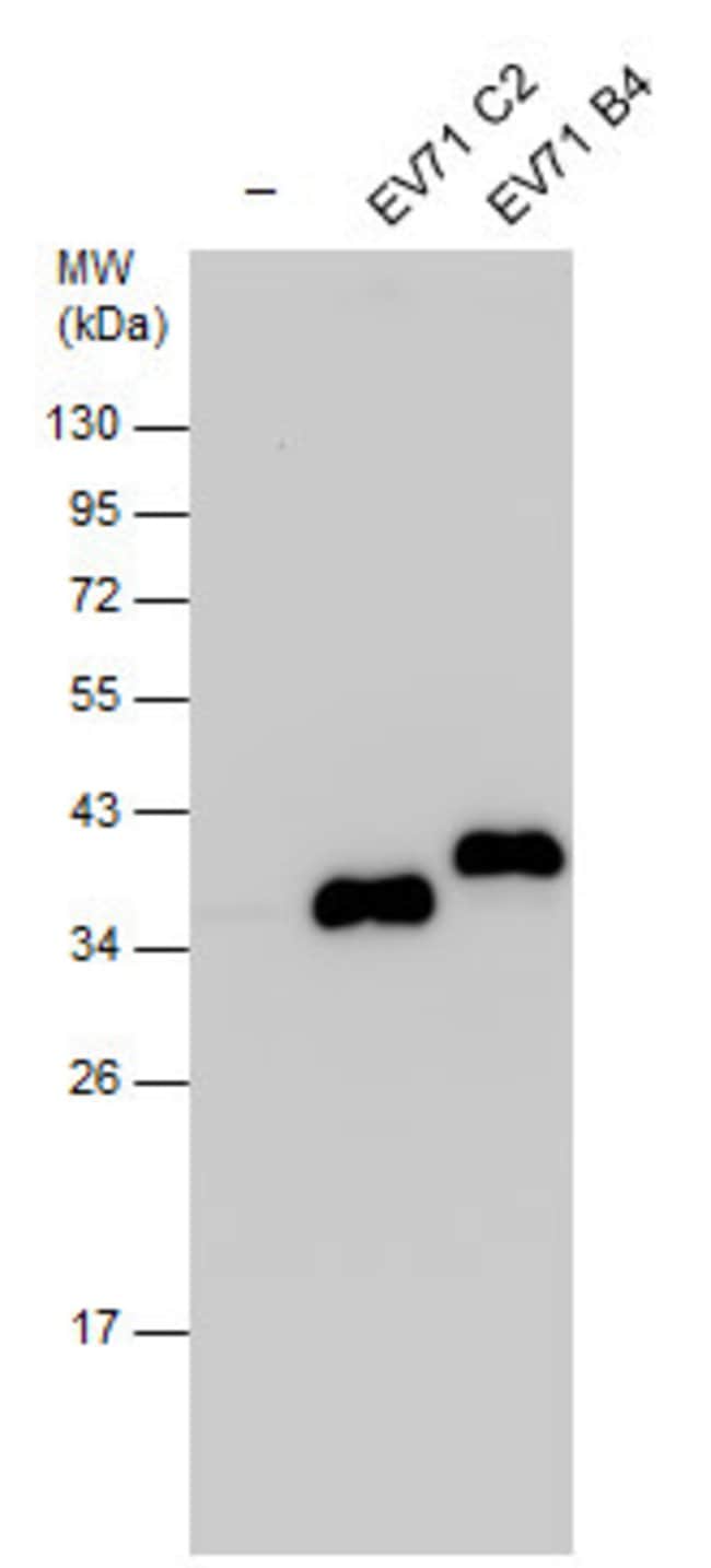 Enterovirus 71 VP1 Polyclonal Antibody, Invitrogen 100 μL; Unconjugated ...
