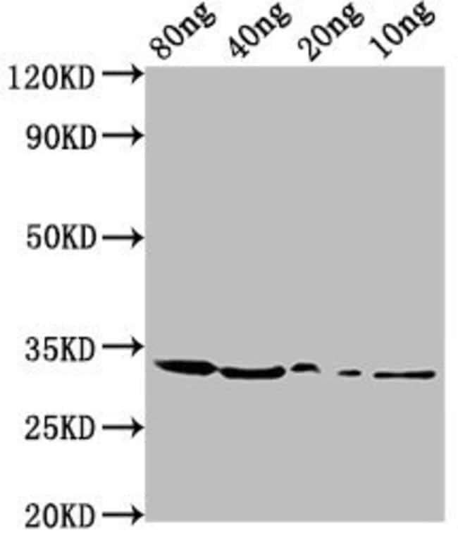 Invitrogen Streptomyces sp benC Polyclonal Antibody 100 μL ...