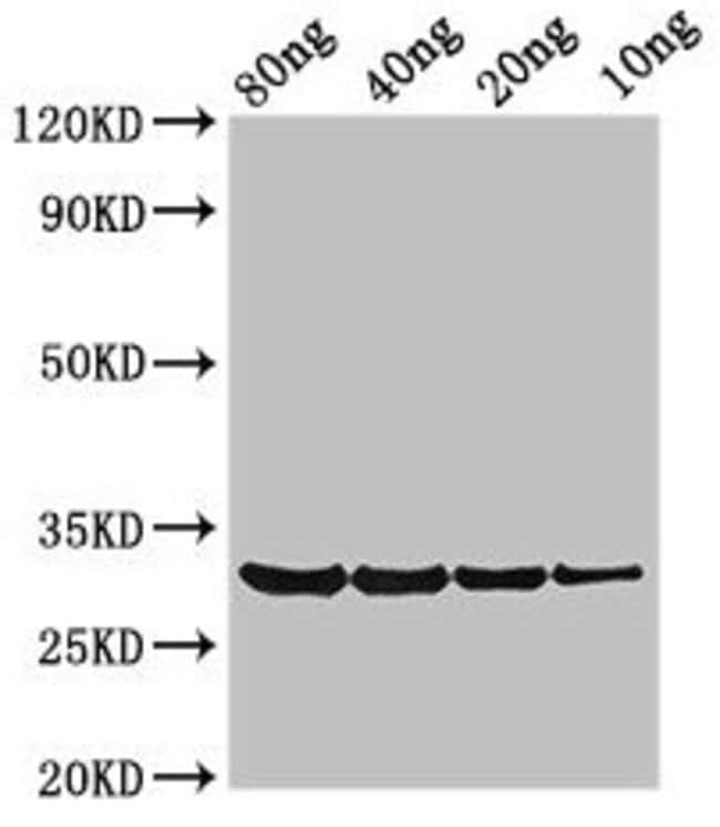 Cynodon dactylon Profilin-1 Polyclonal Antibody, Invitrogen 100 μg ...