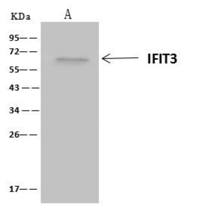 Invitrogen IFIT3 Polyclonal Antibody 100 μL; Unconjugated:Antibodies ...