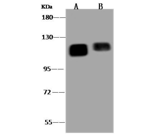 Invitrogen PTPN12 Polyclonal Antibody 100 μL; Unconjugated:Antibodies ...