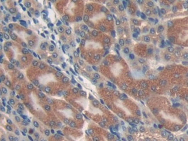 CCL6 Polyclonal Antibody, Invitrogen 20 μL; Unconjugated:Anticuerpos | Fisher Scientific