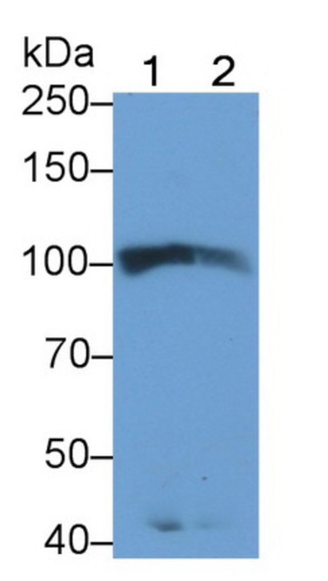 Complement C4b Polyclonal Antibody, Invitrogen 20 μL; Unconjugated ...