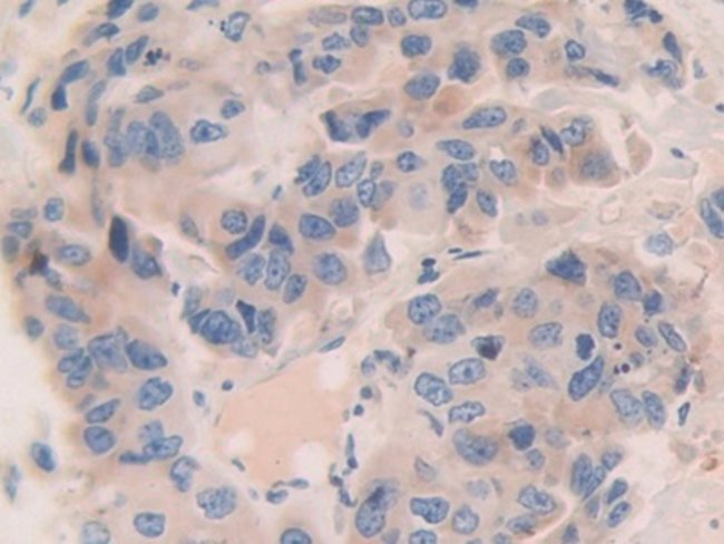 CNTN4 Polyclonal Antibody, Invitrogen 20 μL; Unconjugated:Antibodies ...