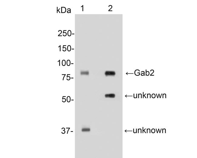 GAB2 Polyclonal Antibody, Invitrogen 100 μL; Unconjugated:Antibodies, | Fisher Scientific