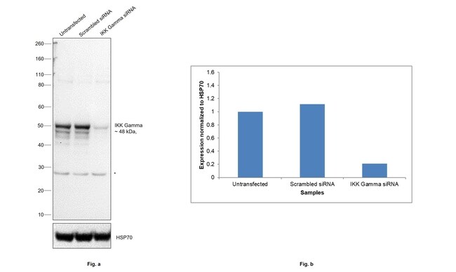 Invitrogen IKK gamma Polyclonal Antibody 100 μL | Buy Online ...