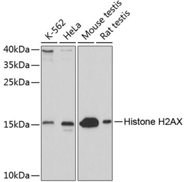 Histone H2A.X Polyclonal Antibody, Invitrogen 100 μL; Unconjugated ...