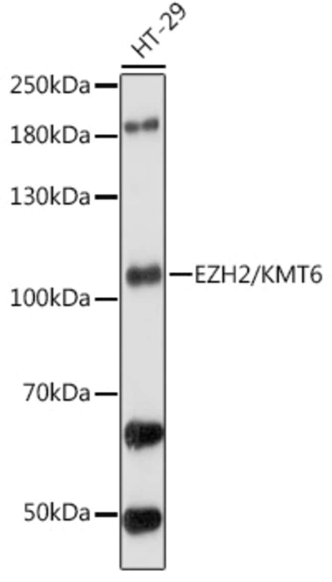 Invitrogen EZH2 Polyclonal Antibody 100 μL; Unconjugated:Antibodies ...
