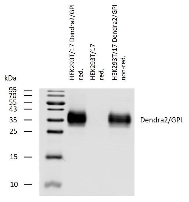 Dendra2 Polyclonal Antibody, Invitrogen 100 μg; Unconjugated:Antibodies ...