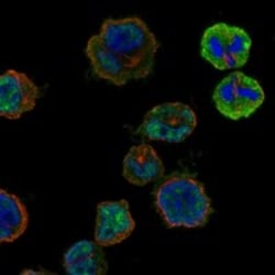 Invitrogen HORMAD2 Polyclonal Antibody 100 μL; Unconjugated:Antibodies ...