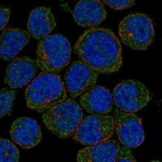 CLECL1 Polyclonal Antibody, Invitrogen 100 μL; Unconjugated:Antibodies ...