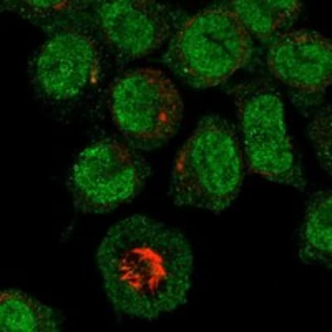 Invitrogen MEFV Polyclonal Antibody 100 μL; Unconjugated:Anticuerpos ...
