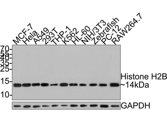 Invitrogen Histone H2B Polyclonal Antibody 100 μL; Unconjugated ...