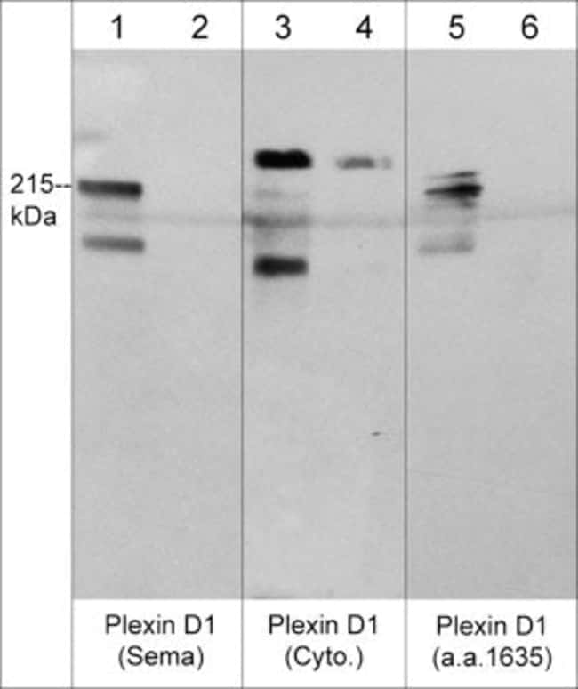 PLXND1 Polyclonal Antibody, Invitrogen 100 μL; Unconjugated:Antibodies ...