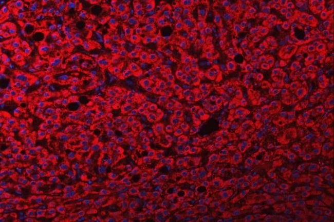 FRY Polyclonal Antibody, Invitrogen 100 μg; Unconjugated:Antibodies, | Fisher Scientific