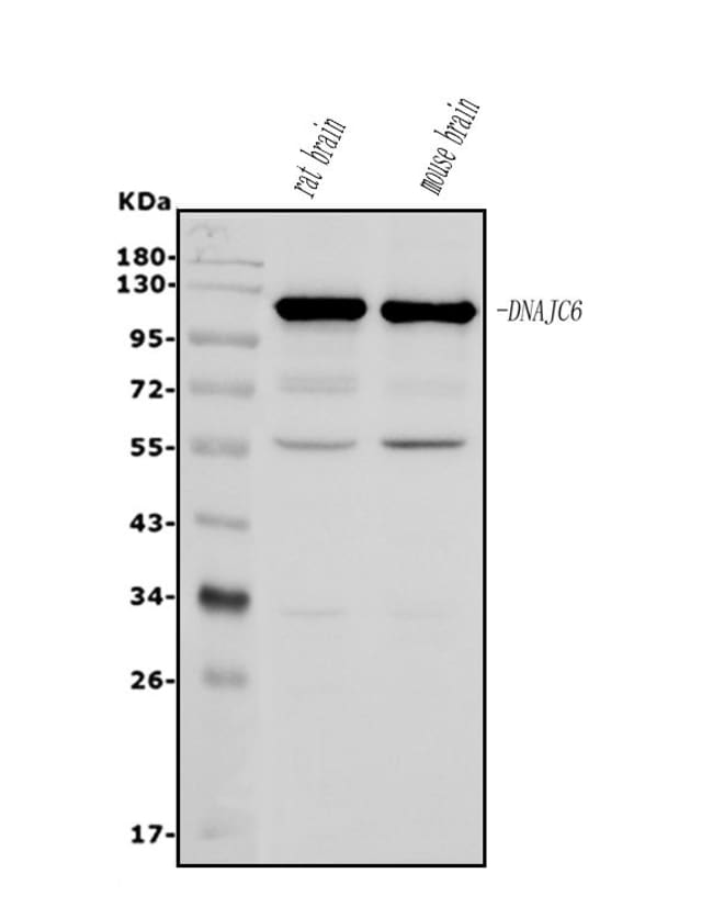DNAJC6 Polyclonal Antibody, Invitrogen 100 μg; Unconjugated:Antibodies ...