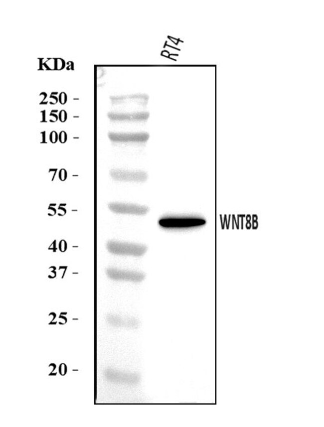 WNT8B Polyclonal Antibody, Invitrogen 100 μg; Unconjugated:Antibodies ...