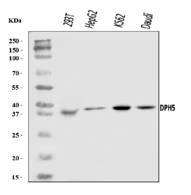 DPH5 Polyclonal Antibody, Invitrogen 100 μg; Unconjugated:Antibodies ...