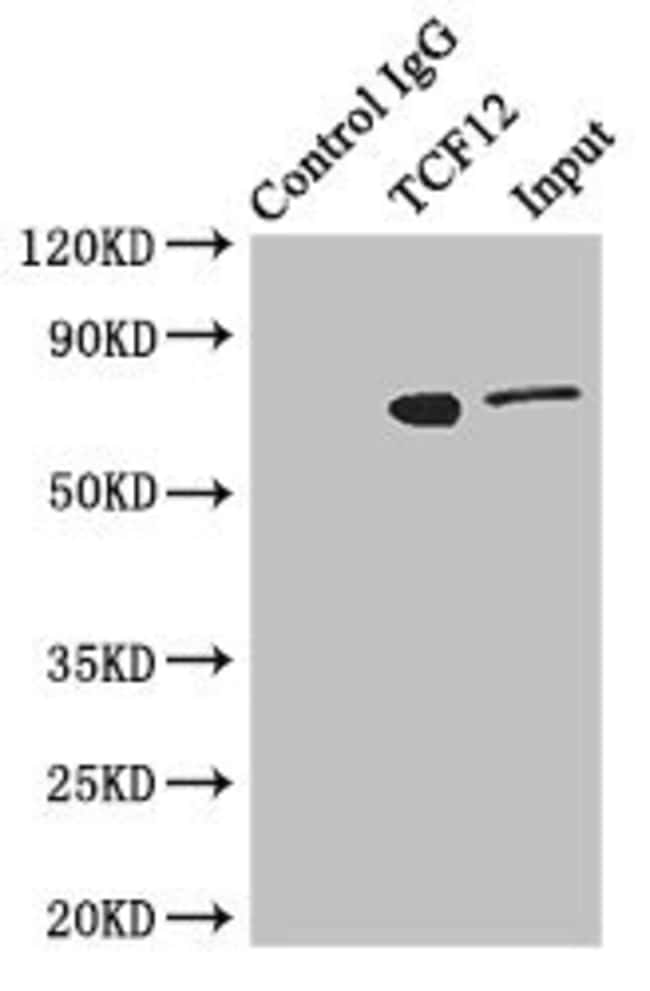 TCF12 Polyclonal Antibody, Invitrogen 100 μL; Unconjugated:Antibodies ...