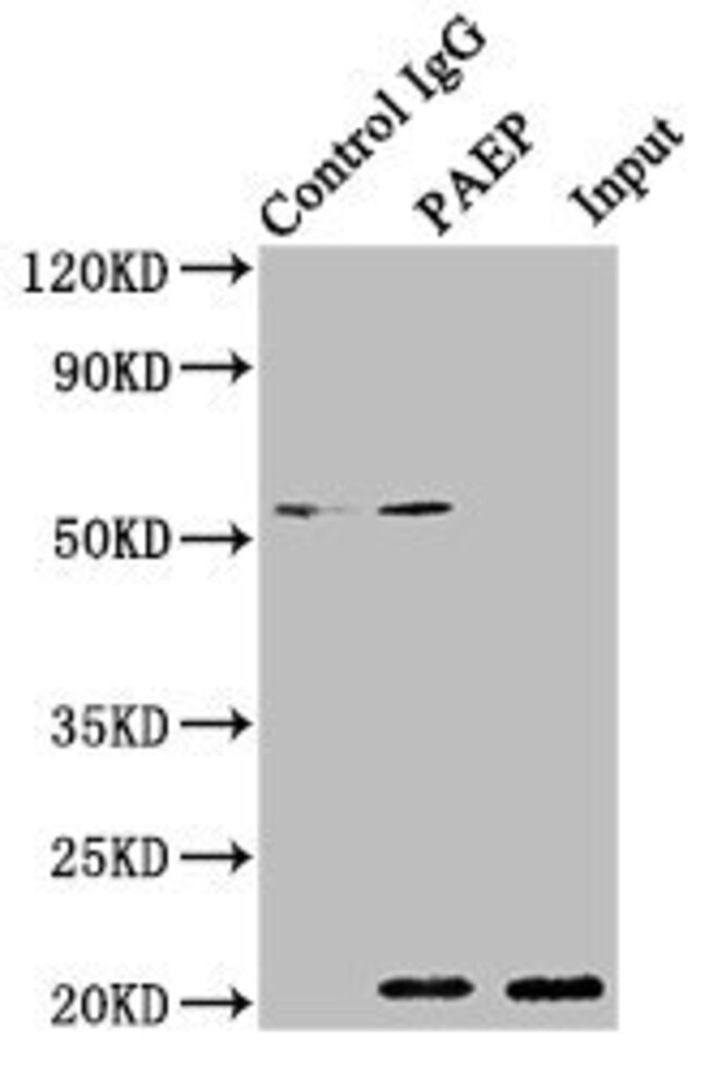 PAEP Polyclonal Antibody, Invitrogen 100 μg, Unconjugated:Antibodies ...