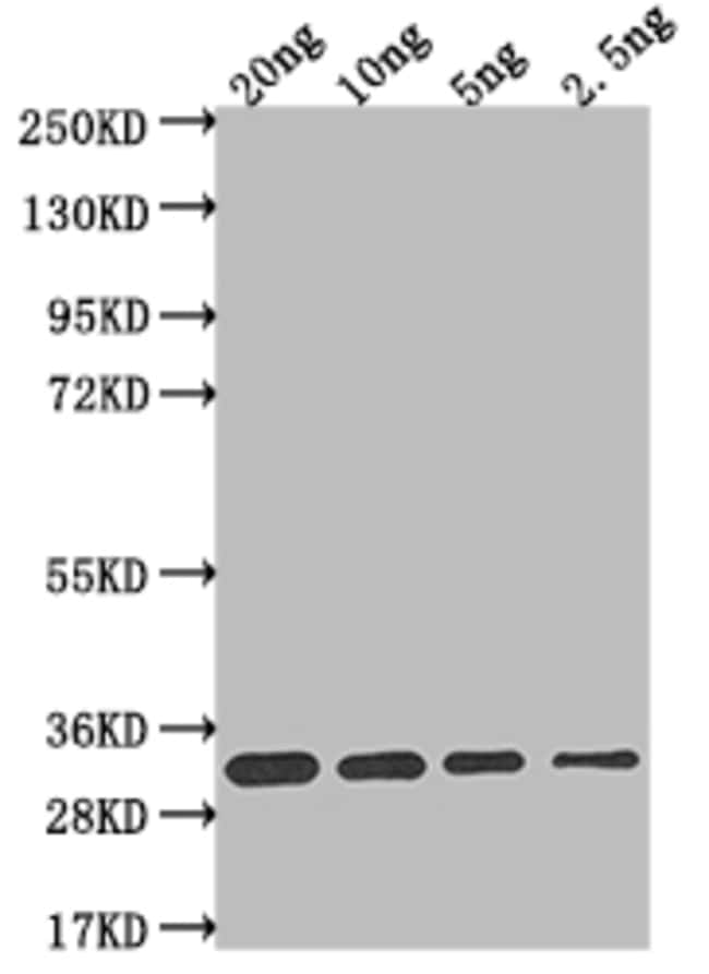 L1R Polyclonal Antibody, Invitrogen 100 μL, Unconjugated:Antibodies ...