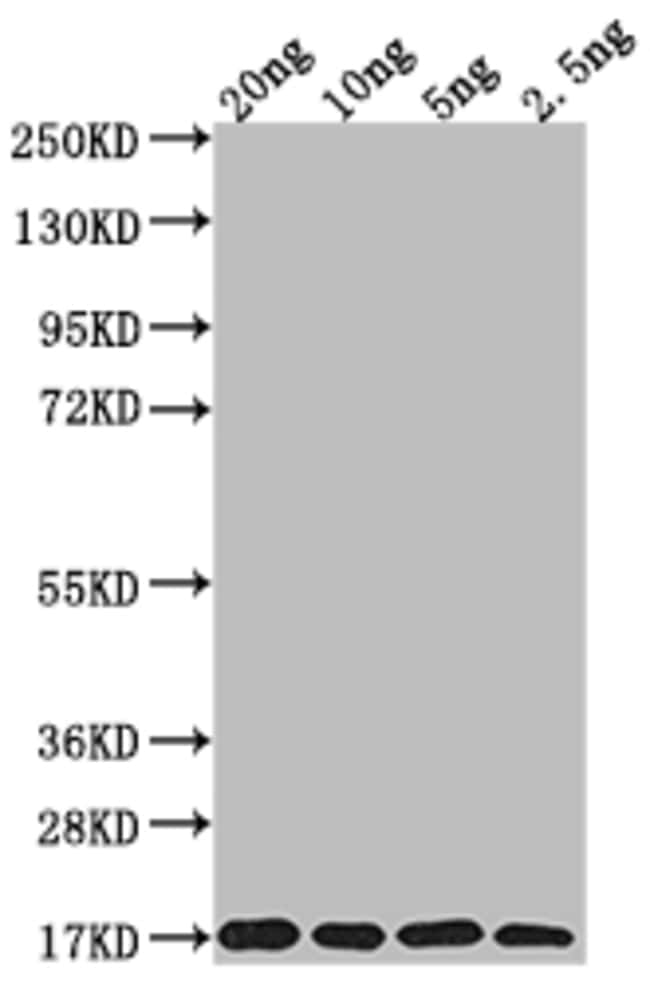 MURJ Polyclonal Antibody, Invitrogen 100 μL, Unconjugated:Antibodies ...