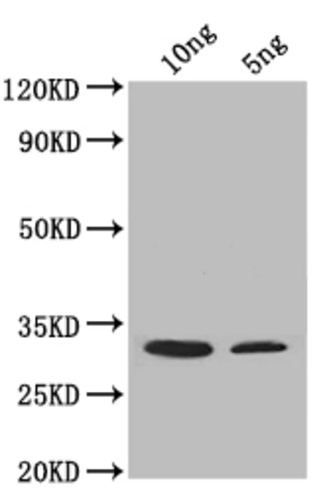 Invitrogen SUP45 Polyclonal Antibody 100 μL; Unconjugated:Antibodies ...