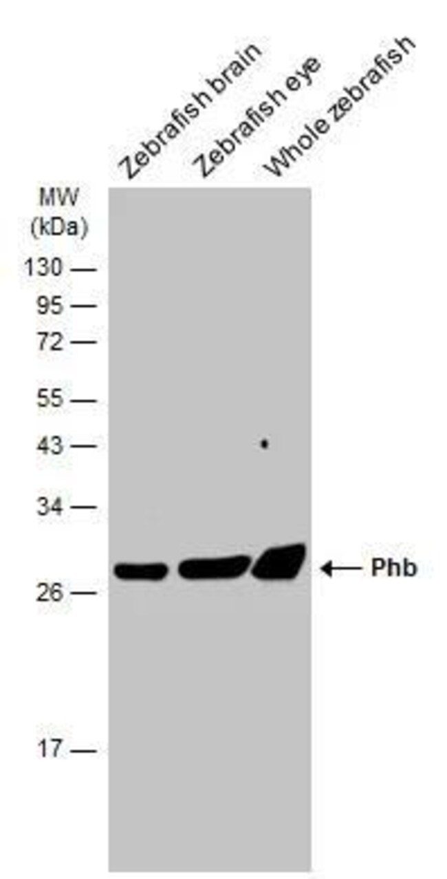 Prohibitin Polyclonal Antibody, Invitrogen 100 μL, Unconjugated ...