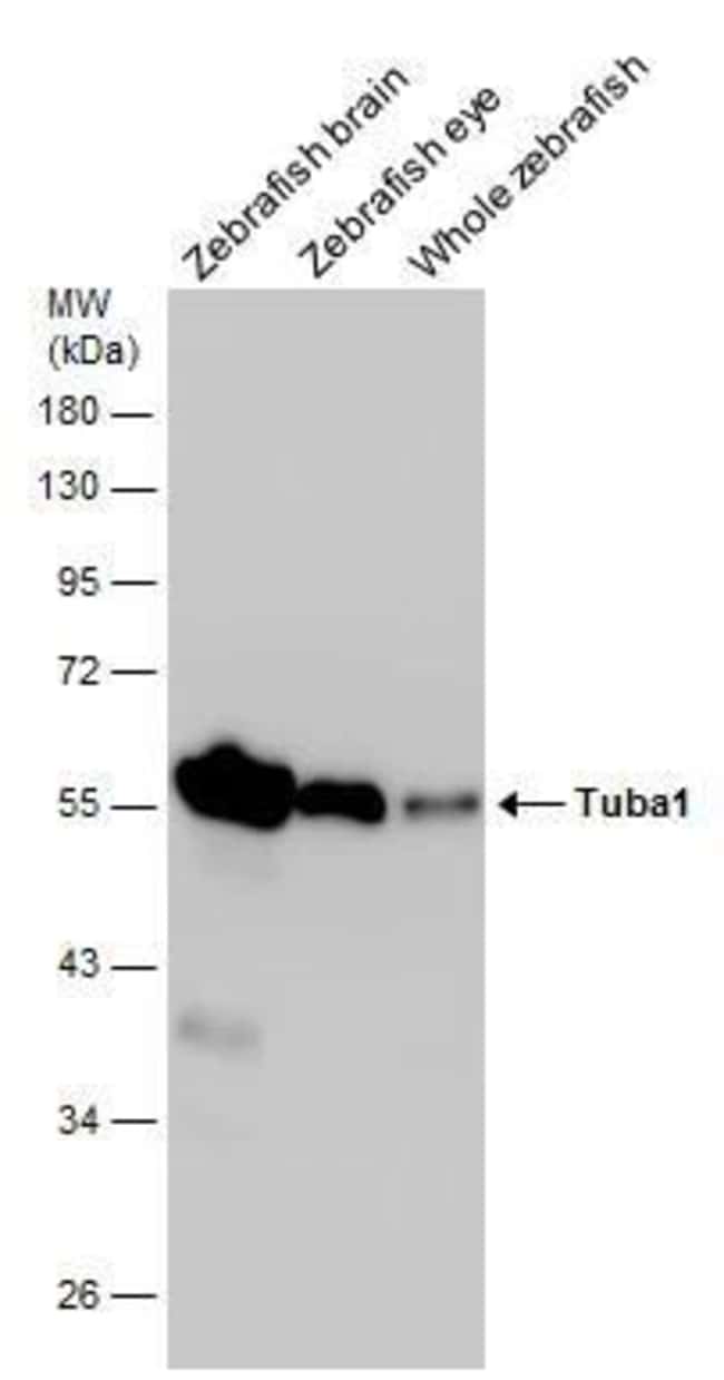 alpha Tubulin Polyclonal Antibody, Invitrogen 100 μL, Unconjugated ...