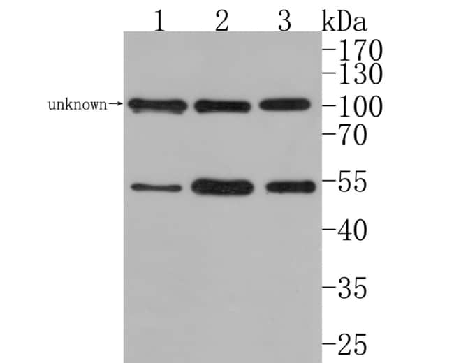 Invitrogen Bcl-rambo Polyclonal Antibody 100 μL; Unconjugated ...