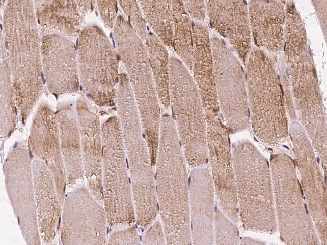 Claudin 12 Polyclonal Antibody, Invitrogen 100 μL; Unconjugated ...
