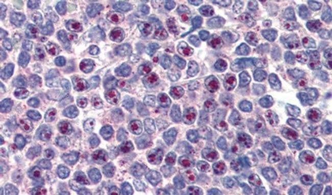 FOXC1 Goat anti-Human, Mouse, Polyclonal, Invitrogen 100 µg ...