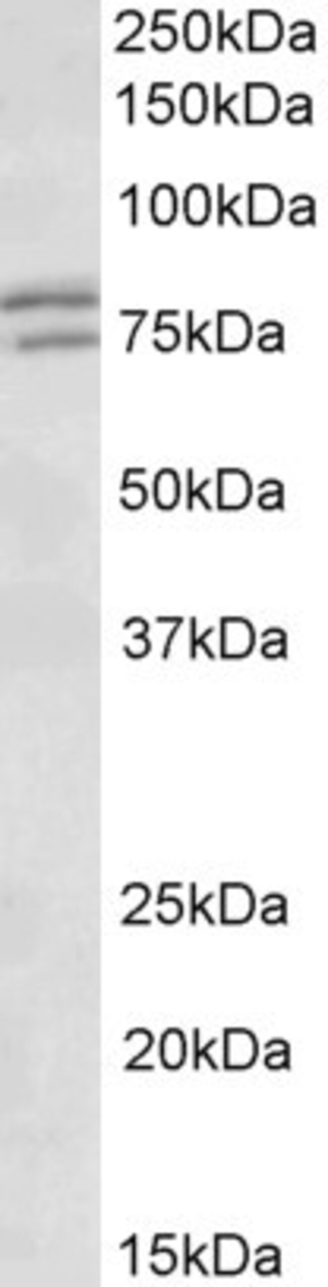 Invitrogen FXR1 Polyclonal Antibody 100 μg; Unconjugated:Antibodies ...