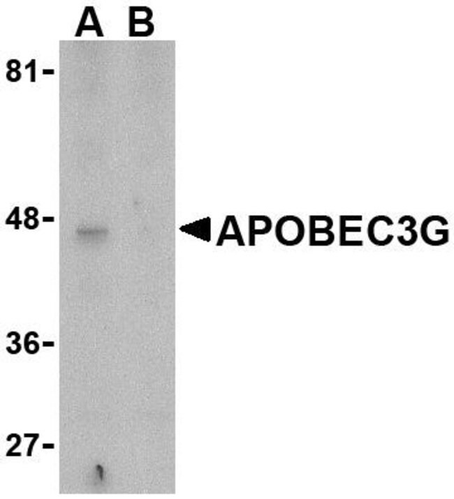 Invitrogen APOBEC3G Polyclonal Antibody 100 μg; Unconjugated:Antibodies ...