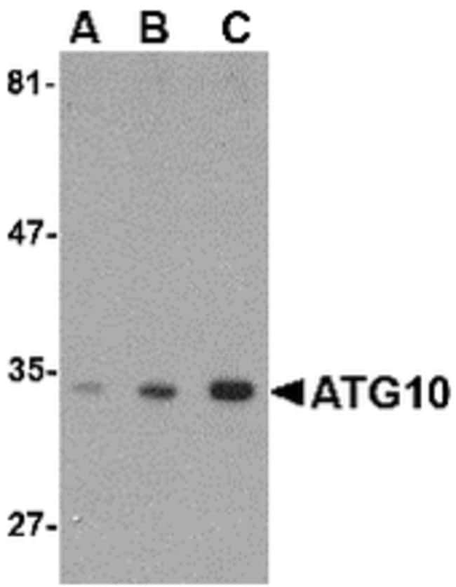 ATG10 Polyclonal Antibody, Invitrogen 100 μg; Unconjugated:Antibodies ...