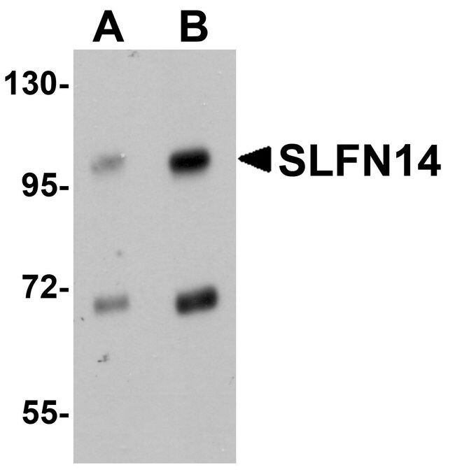 Invitrogen SLFN14 Polyclonal Antibody 100 μg; Unconjugated:Antibodies ...