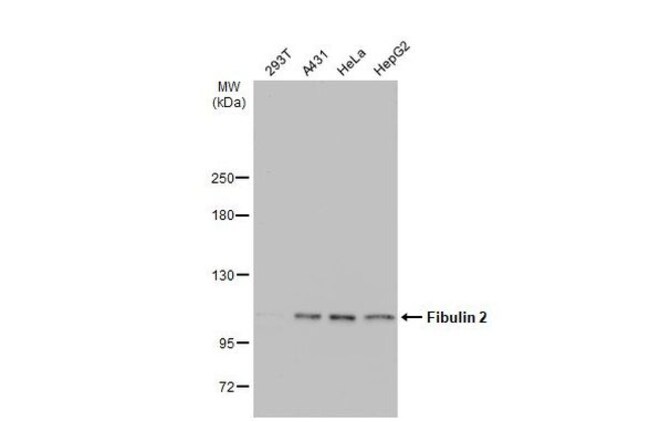 Fibulin 2 Polyclonal Antibody, Invitrogen 100 μL; Unconjugated ...