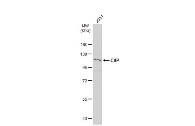 CtIP Polyclonal Antibody, Invitrogen 100 μL; Unconjugated:Antibodies ...
