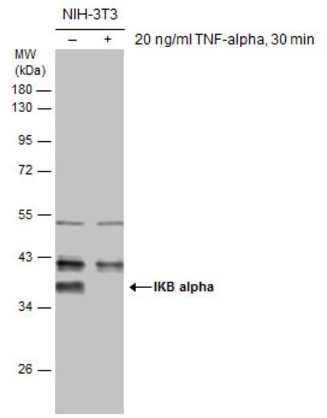 Invitrogen IkB alpha Polyclonal Antibody 100 μL; Unconjugated:Antibodies, | Fisher Scientific