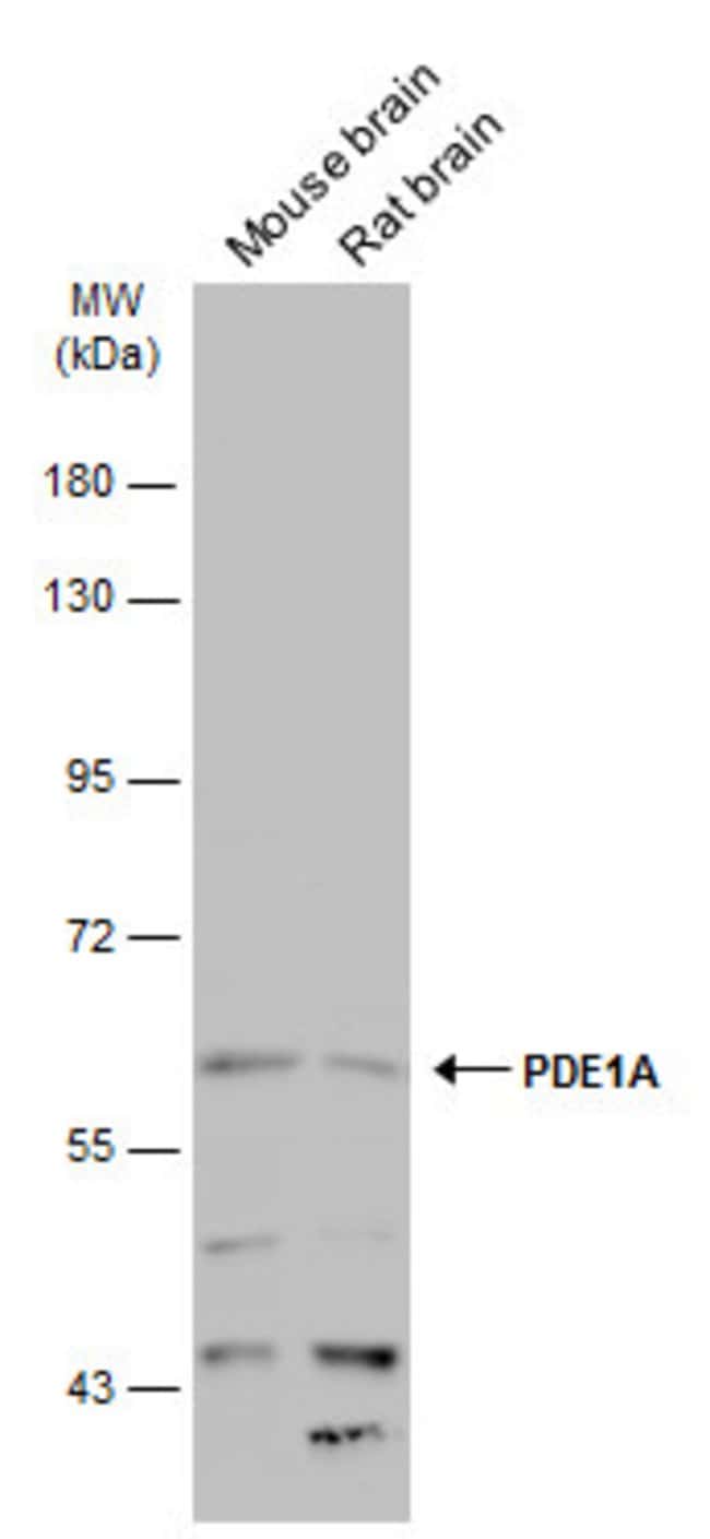 Invitrogen PDE1A Polyclonal Antibody 100 μL; Unconjugated:Antibodies, | Fisher Scientific