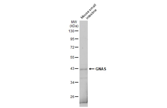 Invitrogen GNAS Polyclonal Antibody 100 μL; Unconjugated:Antibodies ...