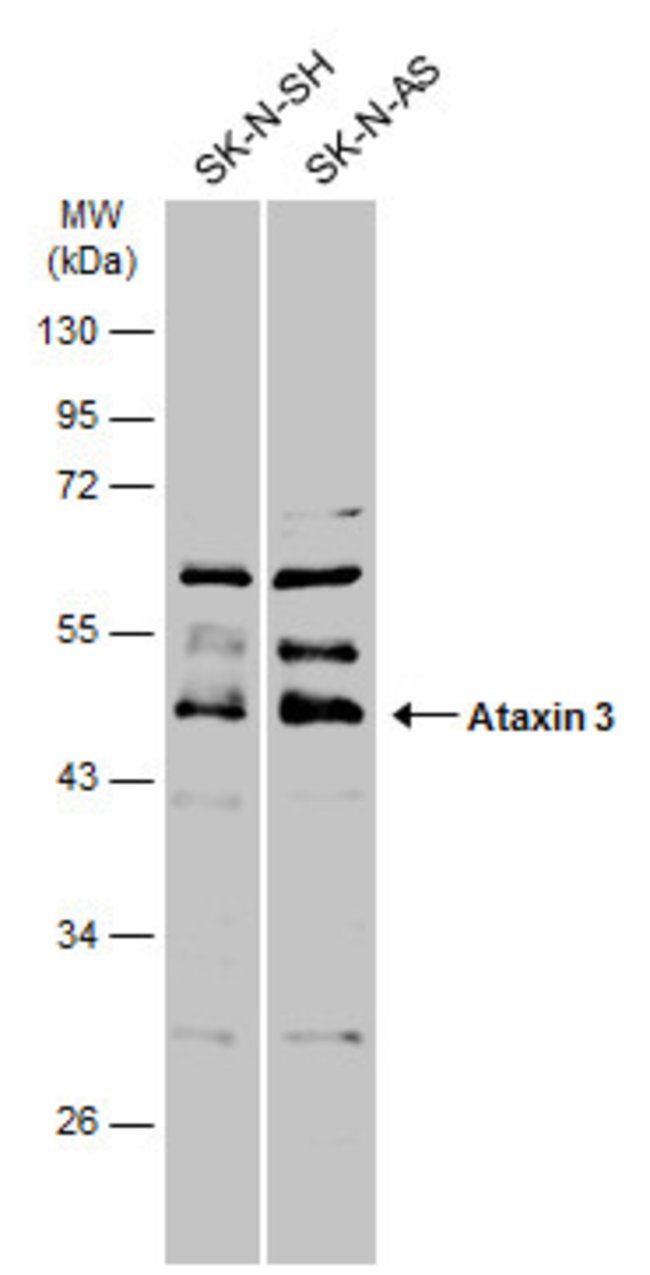 Ataxin 3 Polyclonal Antibody, Invitrogen 100 μL; Unconjugated ...
